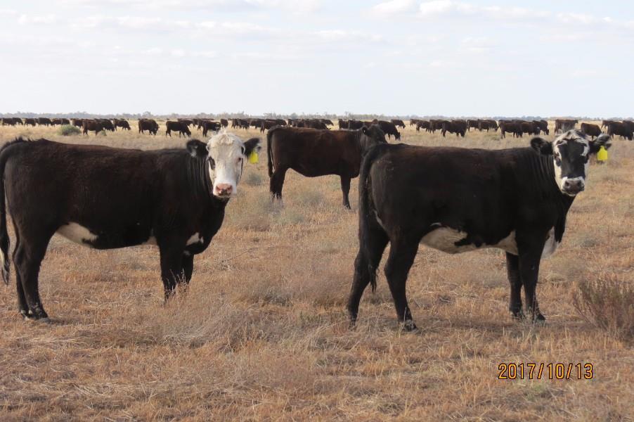 Search for Cattle | Buy | Cattlesales