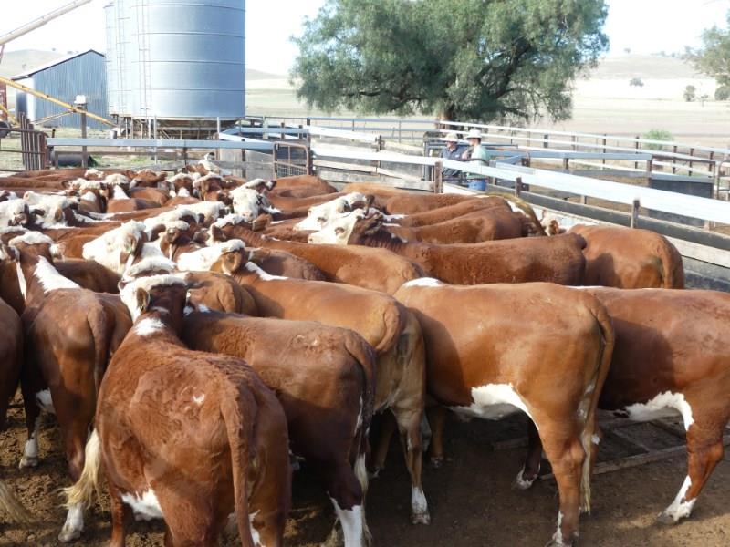 Search for Cattle | Buy | Cattlesales
