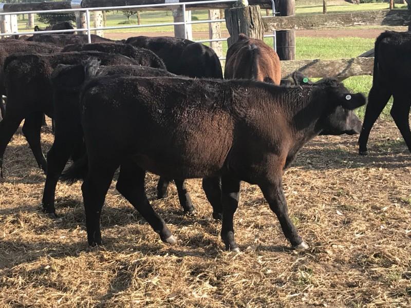 Search for Cattle | Buy | Cattlesales