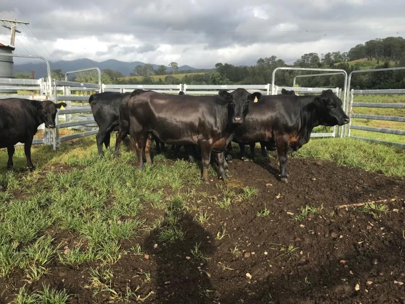 Search for Cattle | Buy | Cattlesales