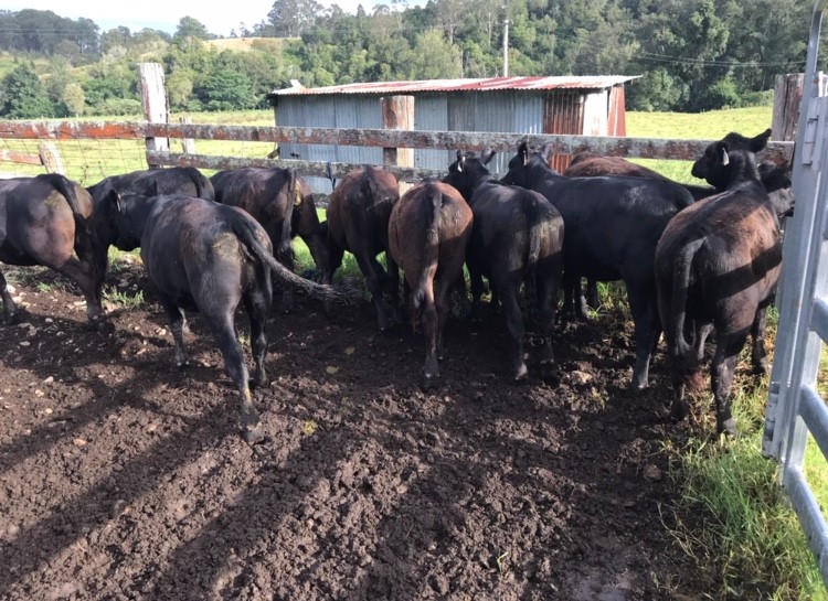 Search for Cattle | Buy | Cattlesales