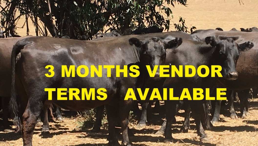 Search for Cattle | Buy | Cattlesales