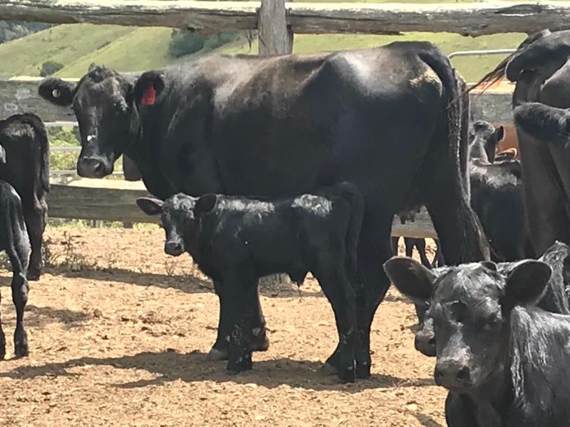 Search for Cattle | Buy | Cattlesales