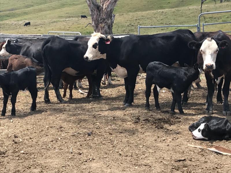 Search for Cattle | Buy | Cattlesales