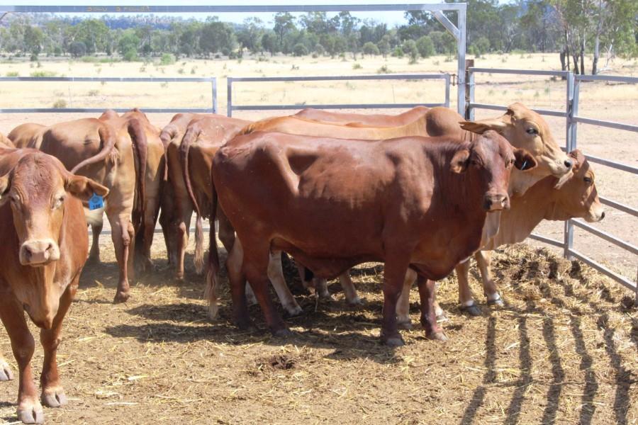 20 Droughtmaster Cows | Listing | Cattlesales