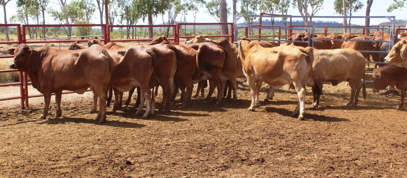 20 Droughtmaster Cows | Listing | Cattlesales
