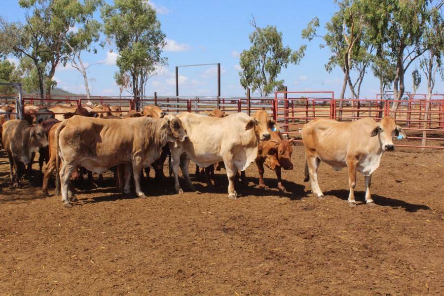 20 Droughtmaster Cows | Listing | Cattlesales