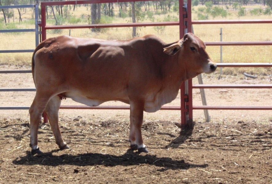 20 Droughtmaster Cows | Listing | Cattlesales