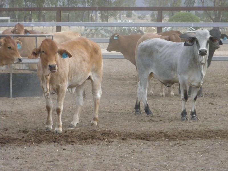 Search for Cattle | Buy | Cattlesales