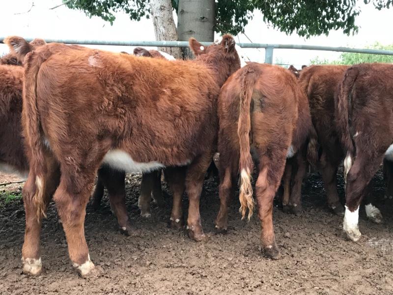 Search for Cattle | Buy | Cattlesales