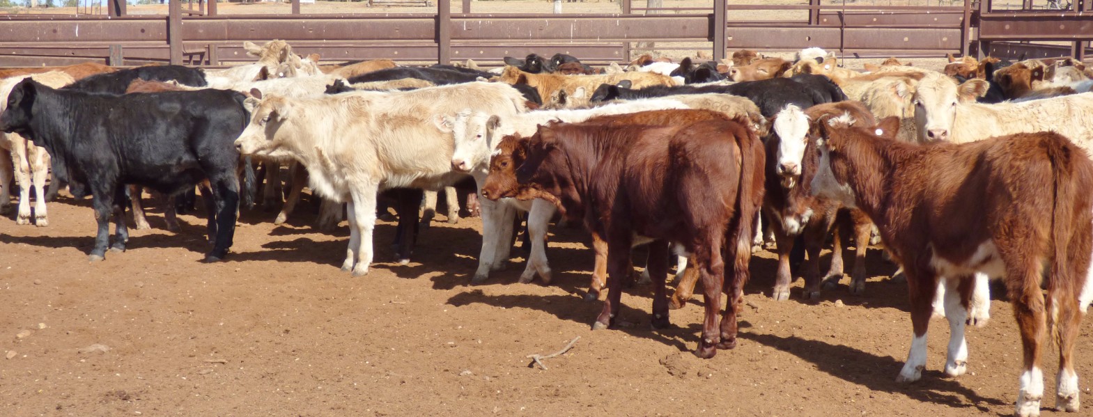 Search for Cattle | Buy | Cattlesales