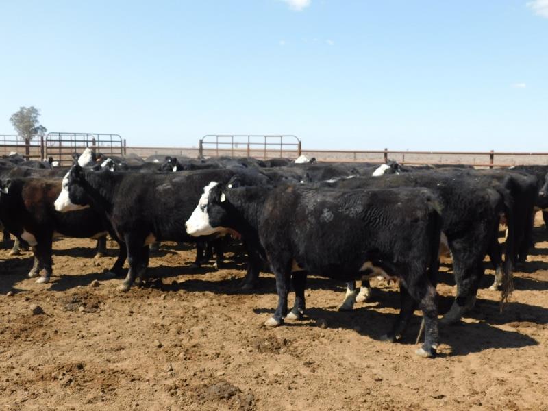 Search for Cattle | Buy | Cattlesales