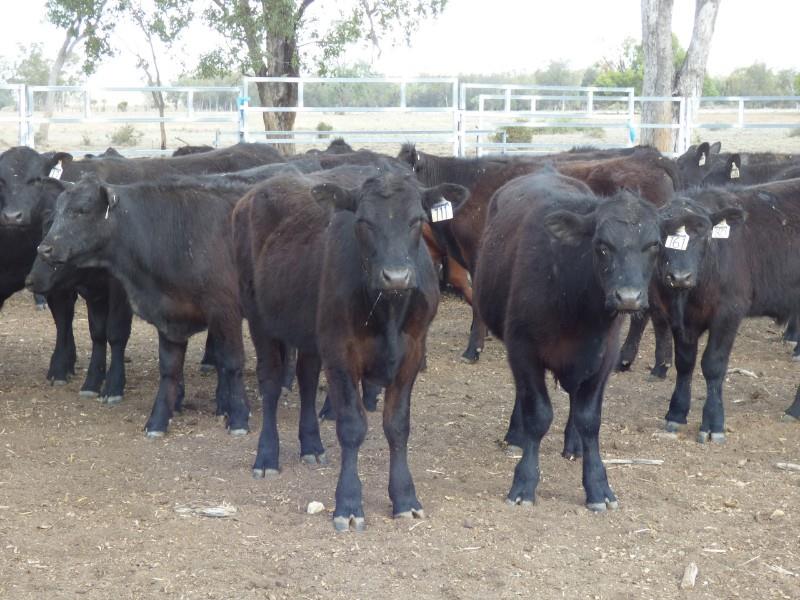 Search for Cattle | Buy | Cattlesales