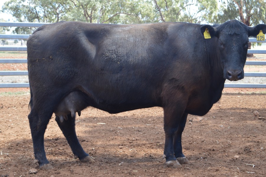 Search for Cattle | Buy | Cattlesales