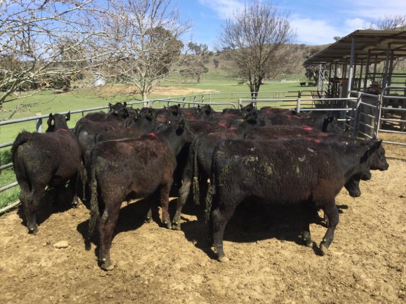 Search for Cattle | Buy | Cattlesales
