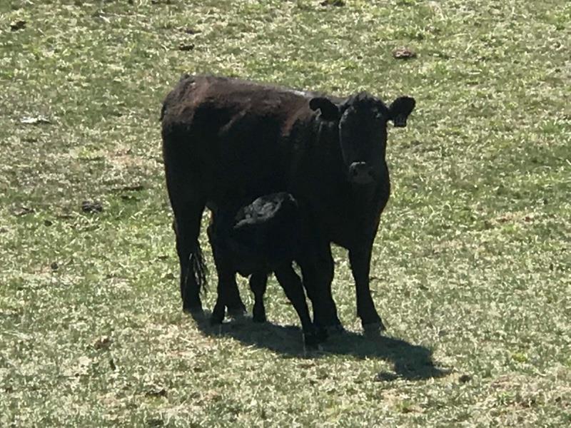 Search for Cattle | Buy | Cattlesales