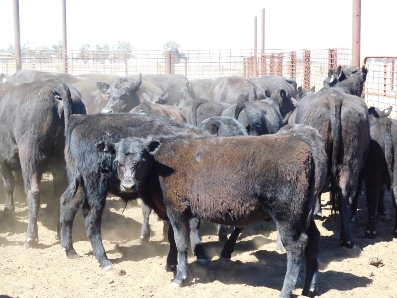 Search for Cattle | Buy | Cattlesales