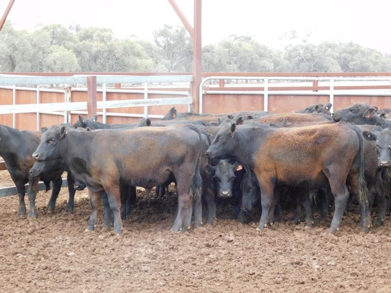 Search for Cattle | Buy | Cattlesales