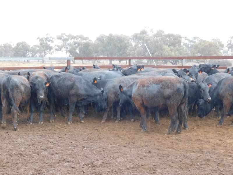 Search for Cattle | Buy | Cattlesales
