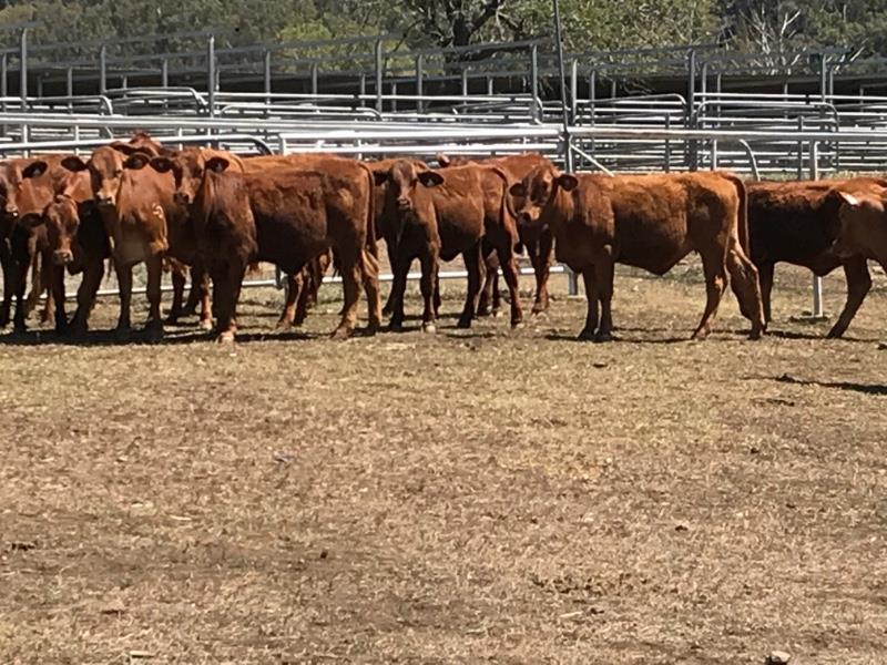 Search for Cattle | Buy | Cattlesales