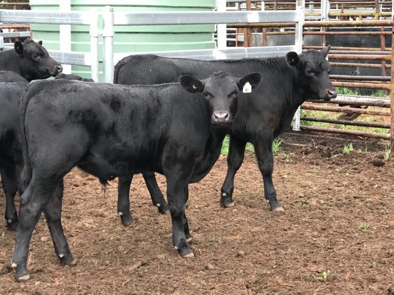 46 Angus Steers | Listing | Cattlesales