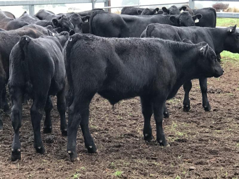 46 Angus Steers | Listing | Cattlesales