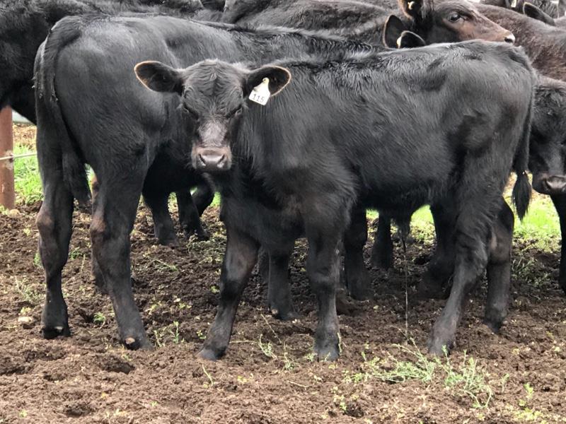 41 Angus Steers | Listing | Cattlesales