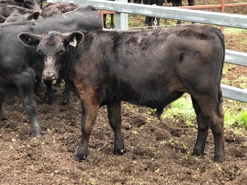 41 Angus Steers | Listing | Cattlesales