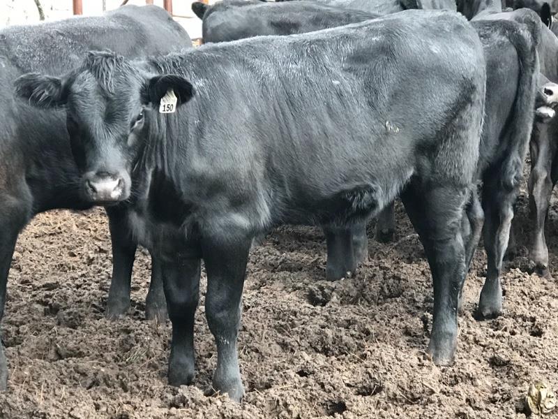 46 Angus Heifers | Listing | Cattlesales