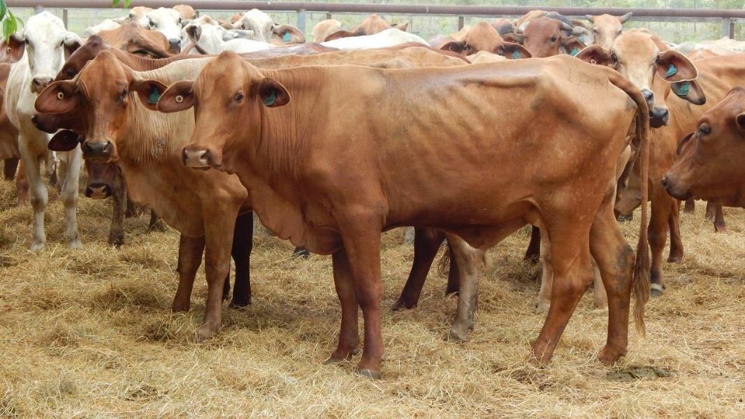 80 Droughtmaster X Senepol Cows & Calves | Listing | Cattlesales