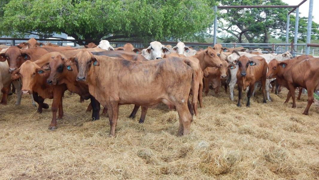 80 Droughtmaster X Senepol Cows & Calves | Listing | Cattlesales