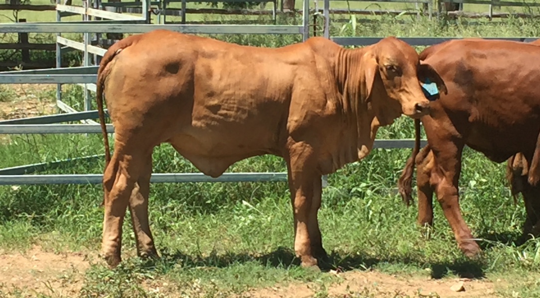 40 Droughtmaster Heifers | Listing | Cattlesales