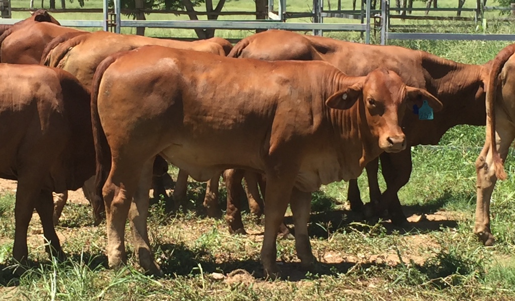 40 Droughtmaster Heifers | Listing | Cattlesales