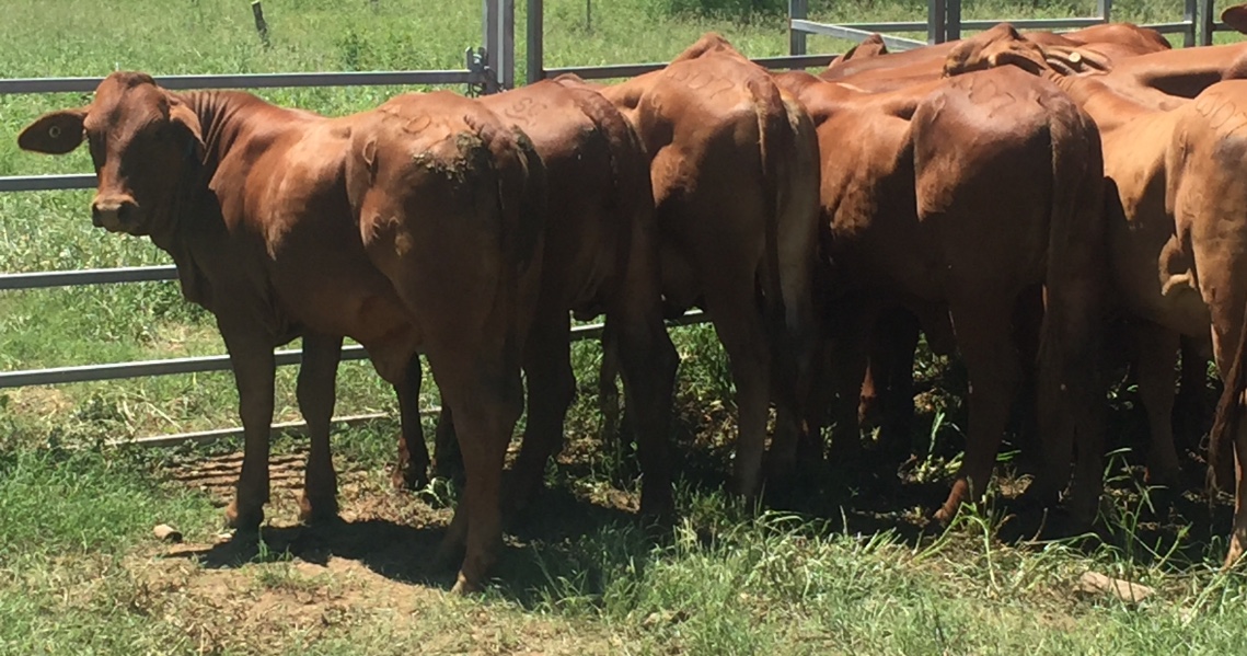40 Droughtmaster Heifers | Listing | Cattlesales