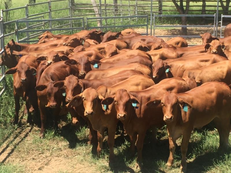 40 Droughtmaster Heifers | Listing | Cattlesales