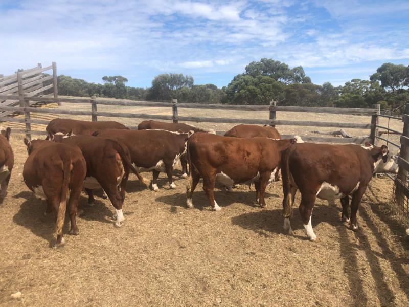 9 Poll Hereford Cows Listing Cattlesales