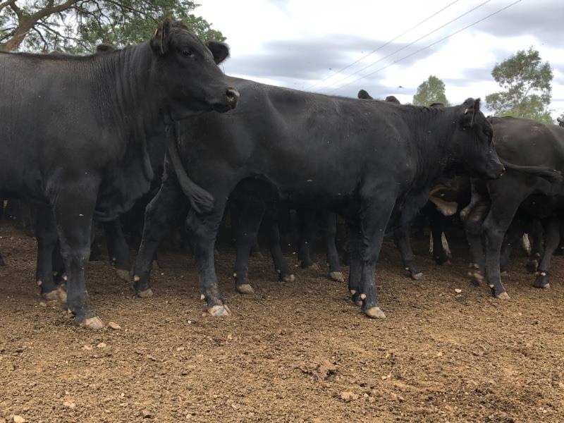 105 Santa Gertrudis X Angus Heifers | Listing | Cattlesales