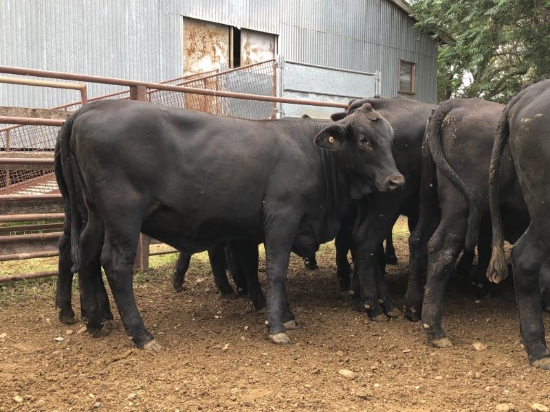 105 Santa Gertrudis X Angus Heifers | Listing | Cattlesales