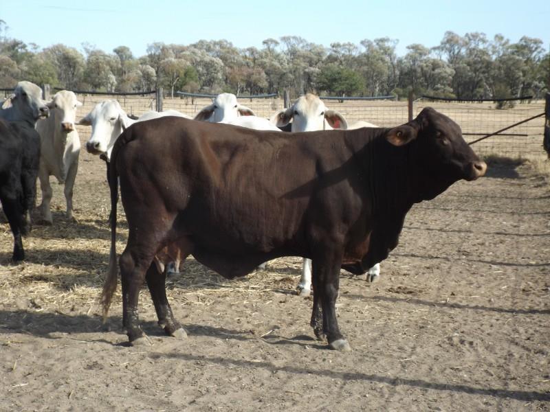 55 Brangus & Composite Cows & Calves | Listing | Cattlesales