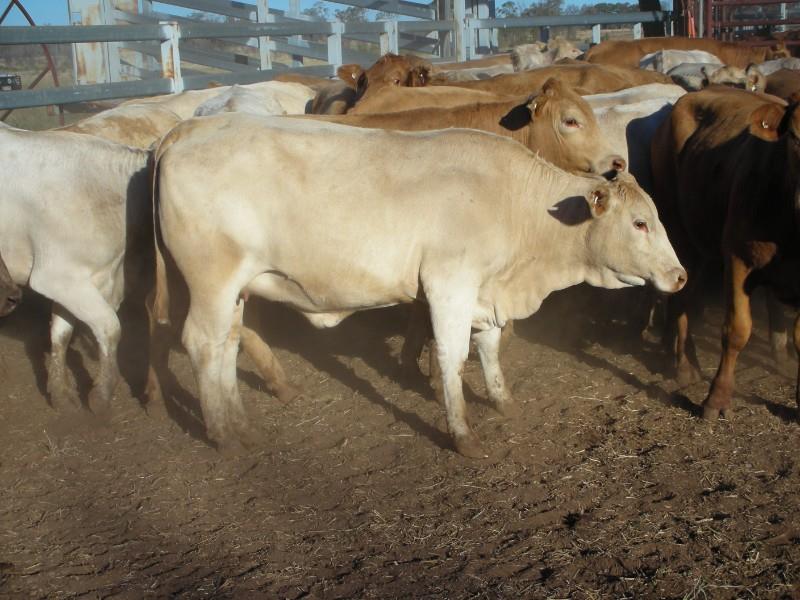56 Charbray Heifers | Listing | Cattlesales