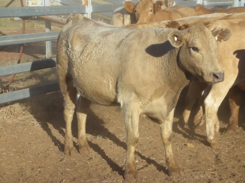 56 Charbray Heifers | Listing | Cattlesales