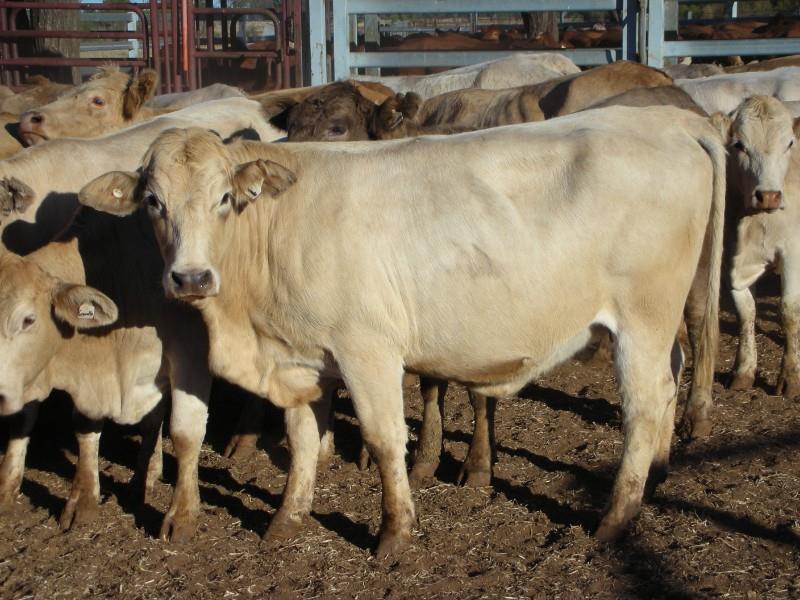 56 Charbray Heifers | Listing | Cattlesales