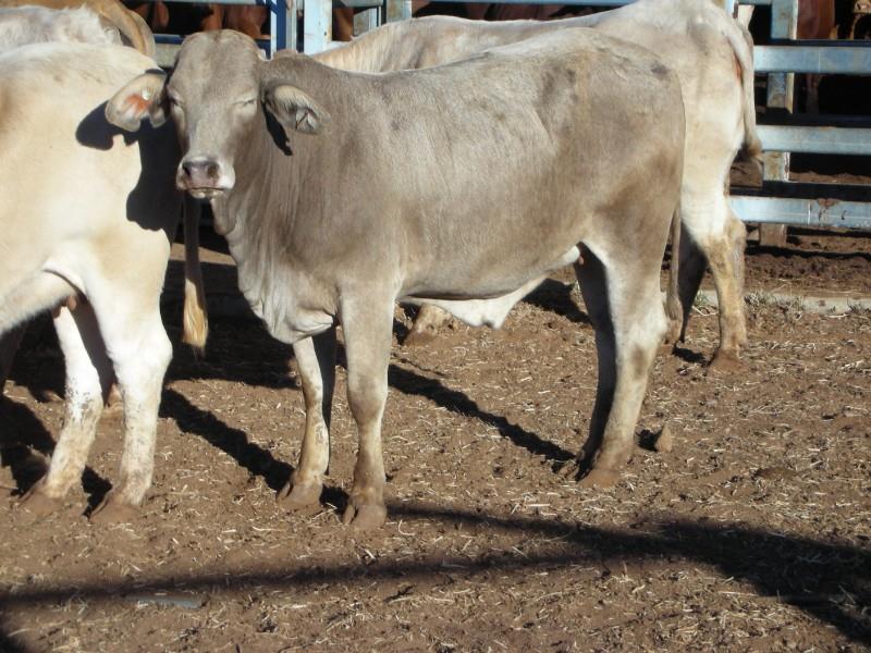 56 Charbray Heifers | Listing | Cattlesales