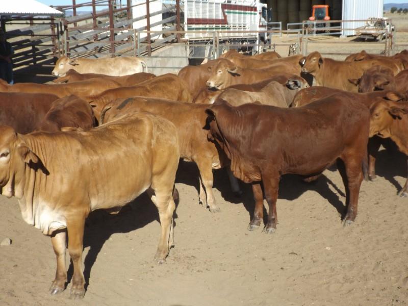 30 Droughtmaster Heifers | Listing | Cattlesales