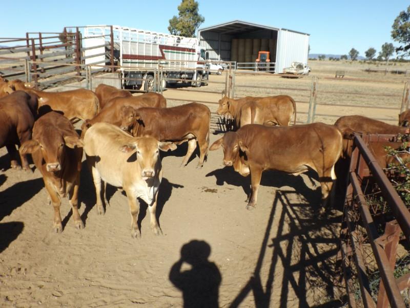 30 Droughtmaster Heifers | Listing | Cattlesales