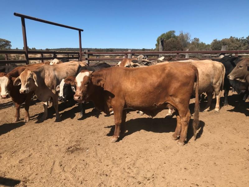 48 Droughtmaster/Simmental X Cows & Calves | Listing | Cattlesales