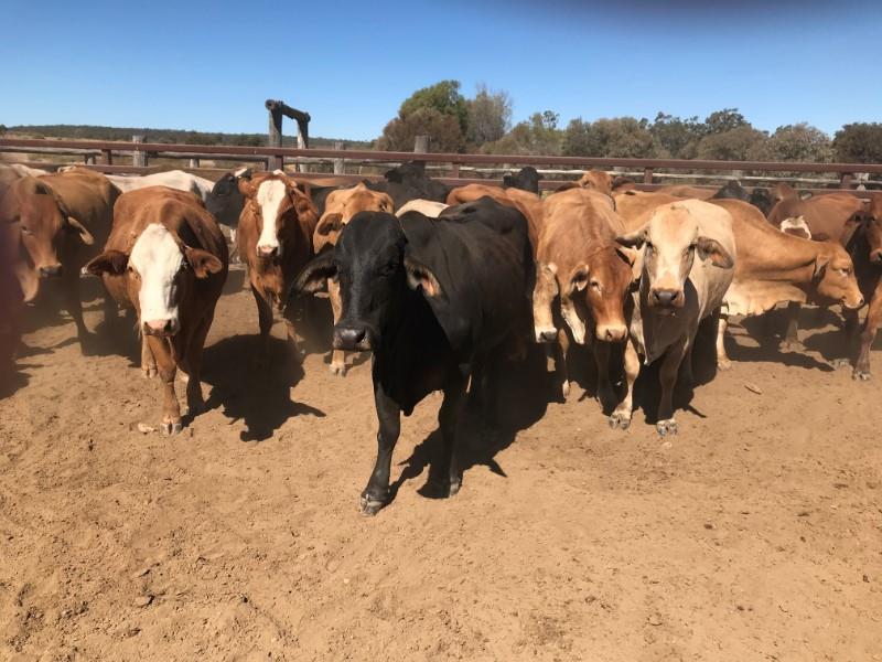 48 Droughtmaster/Simmental X Cows & Calves | Listing | Cattlesales
