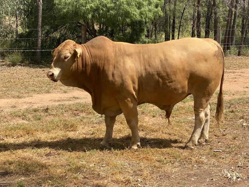 Lot 569 - 1 Stud Bull | AuctionsPlus