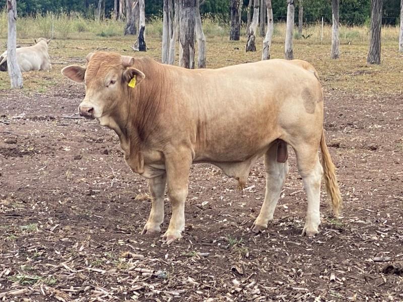 Lot 570 - 1 Stud Bull | AuctionsPlus
