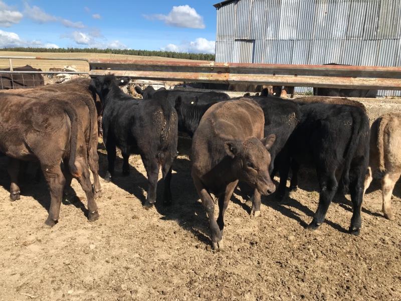 Lot 367 - 14 Unweaned Heifers | AuctionsPlus